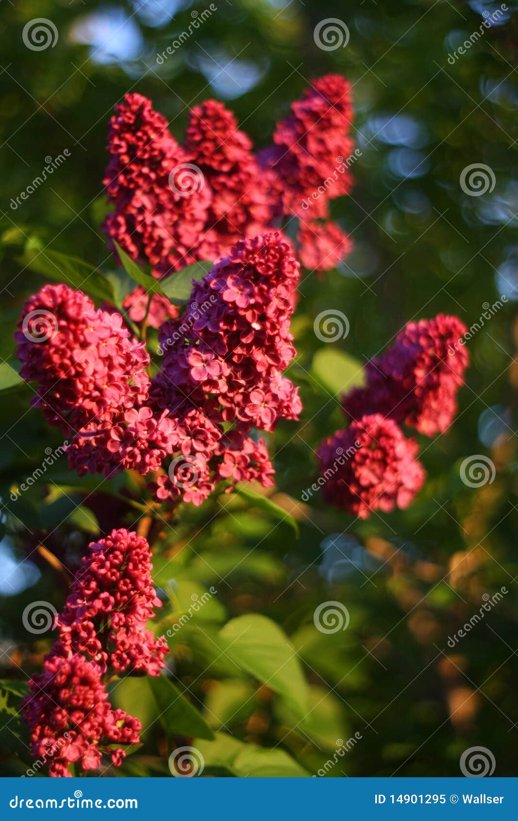 Siren flowers stock image. Image of sunny, blossom, leaf - 14901295