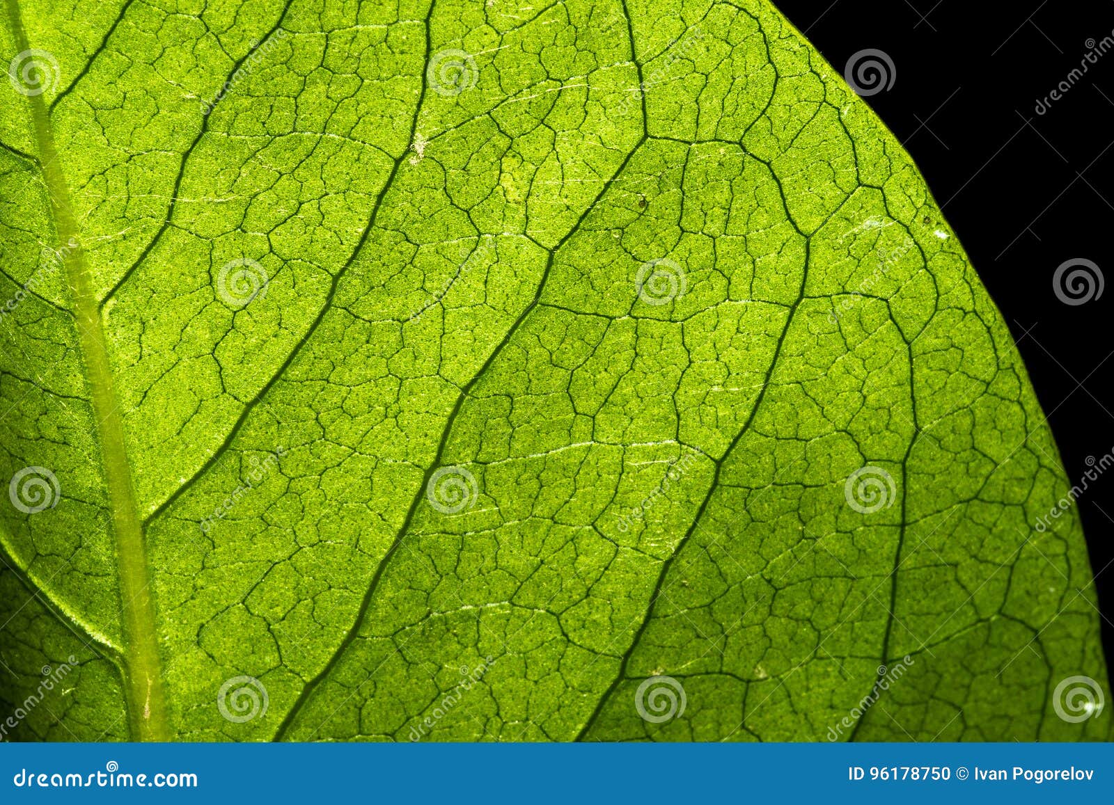 A Siren Sheet with a Complex Structure. Stock Photo - Image of ornate ...