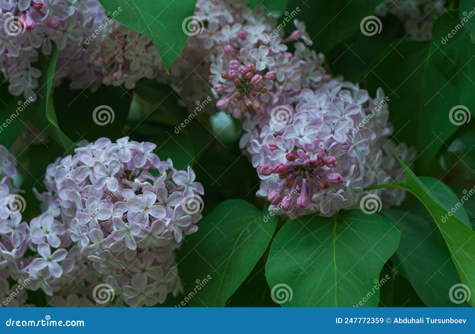 Flowers of Siren Tree Branches Stock Image - Image of petal, purple ...
