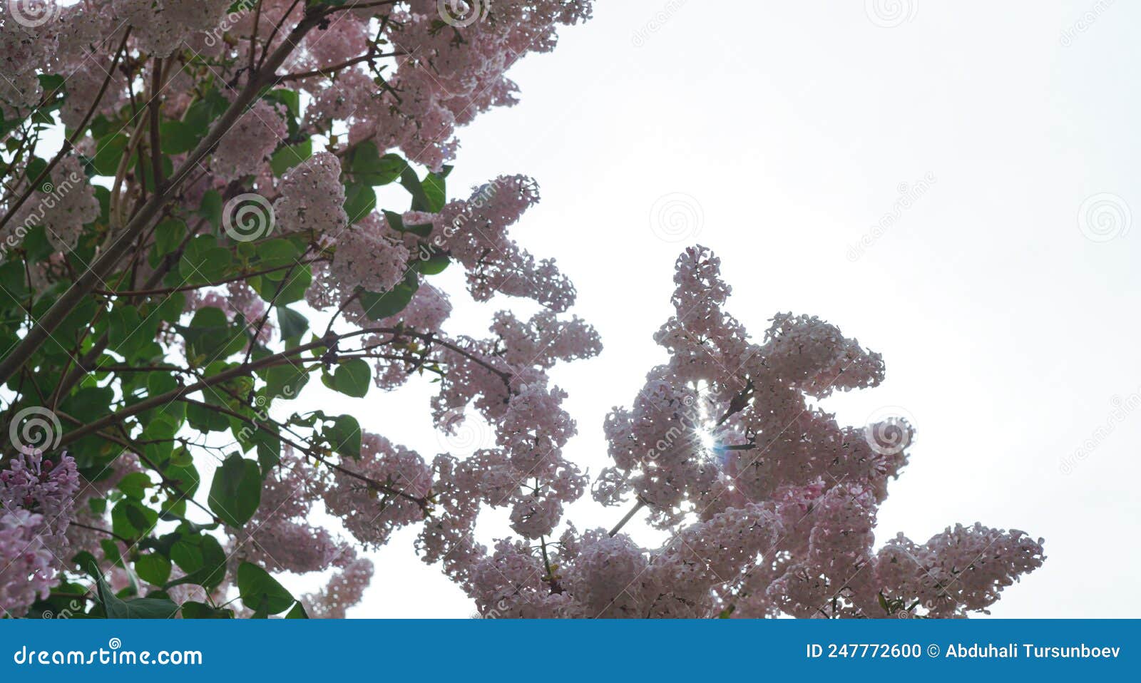 Flowers of Siren Tree Branches Stock Photo - Image of spring, tree ...
