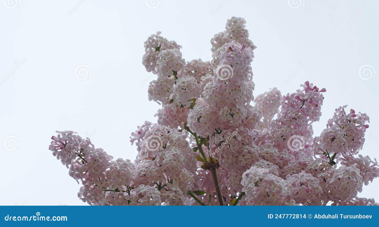 Flowers of Siren Tree Branches Stock Photo - Image of flower, blue ...