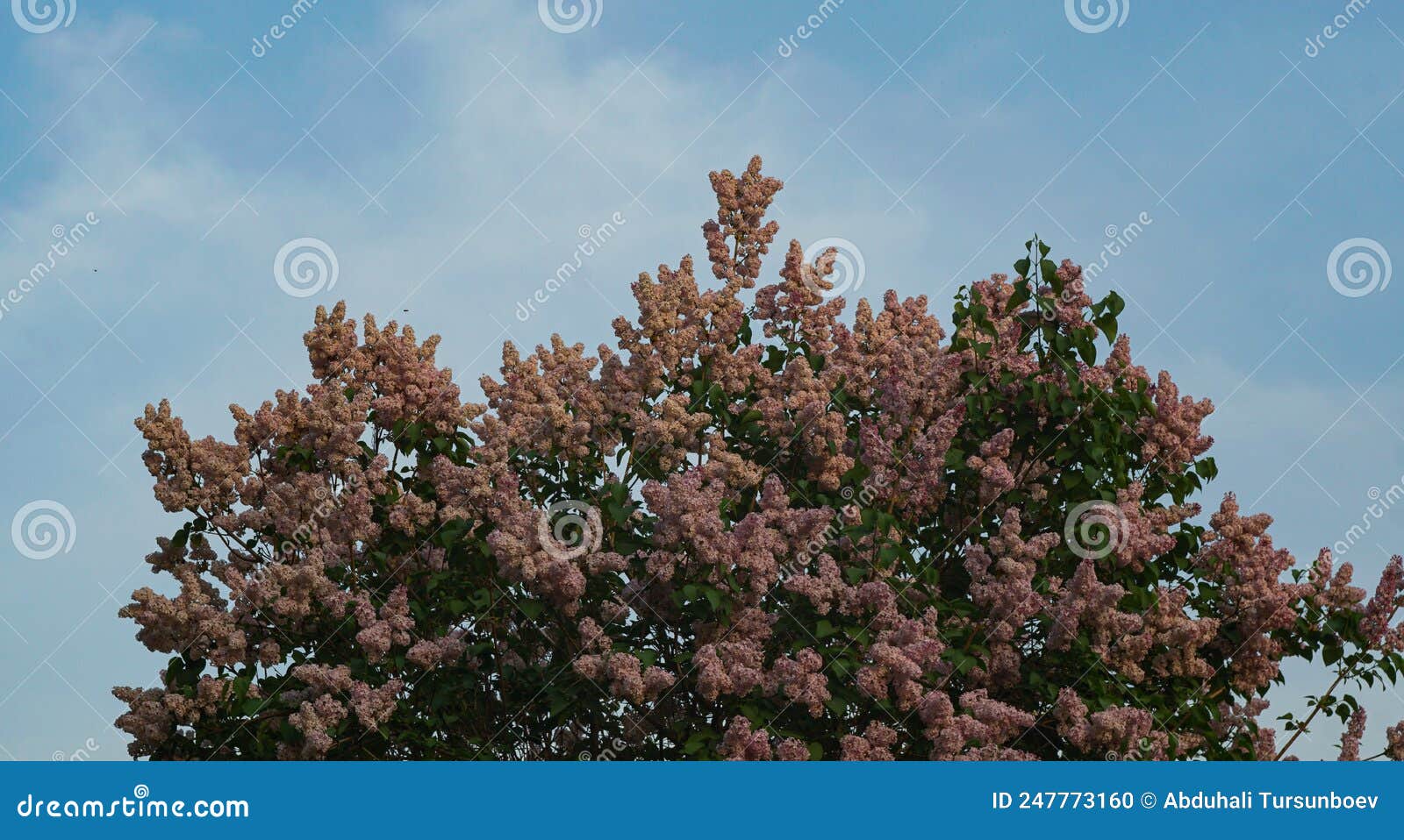 Flowers of Siren Tree Branches Stock Photo - Image of blue, plant ...