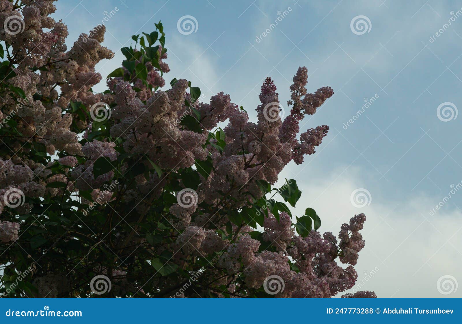 Flowers of Siren Tree Branches Stock Photo - Image of beautiful, purple ...