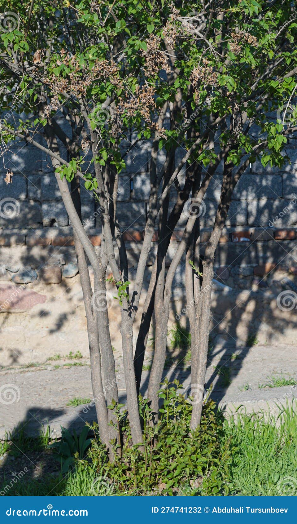 Siren tree stock photo. Image of green, bloom, lilac - 274741232