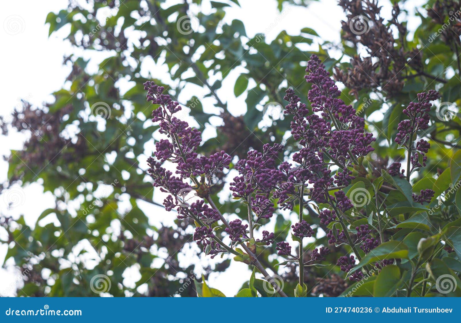 Siren tree unopened buds stock photo. Image of beautiful - 274740236