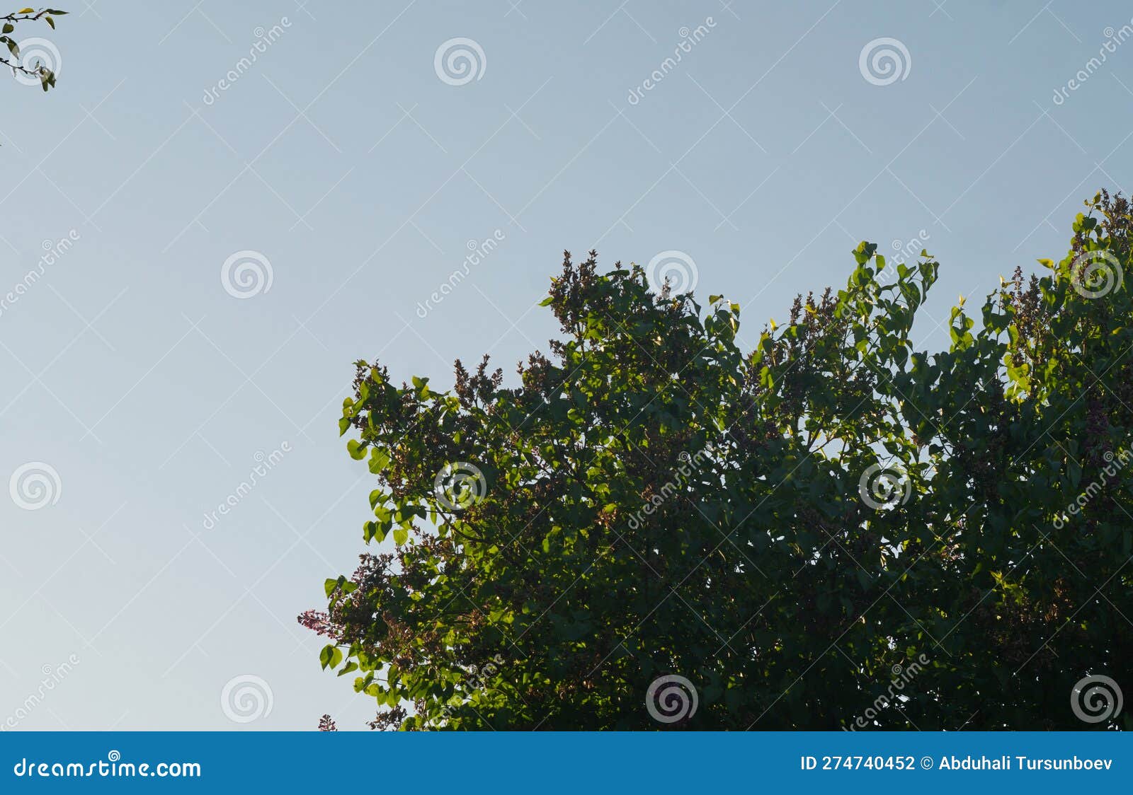 Siren tree unopened buds stock photo. Image of gardening - 274740452