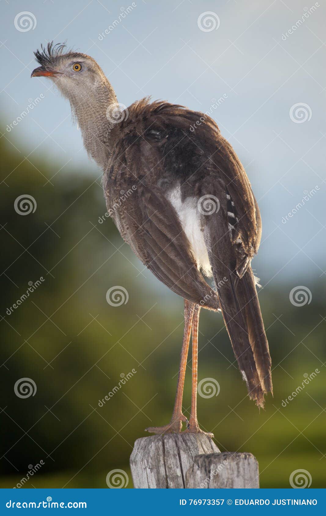 Siriema de patas rojas imagen de archivo. Imagen de miranda - 76973357