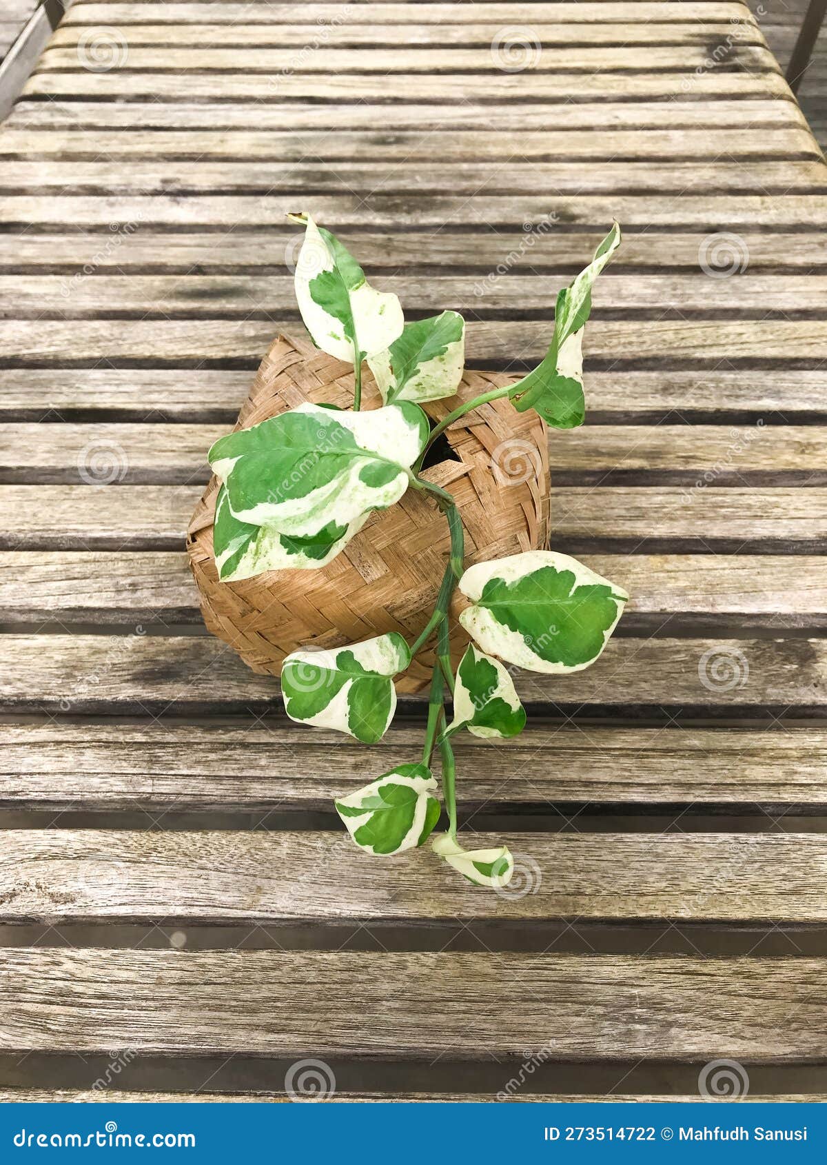 Sirih Gading or Devil& X27;s Ivy Plant or Epipremnum Aurum . Marble ...