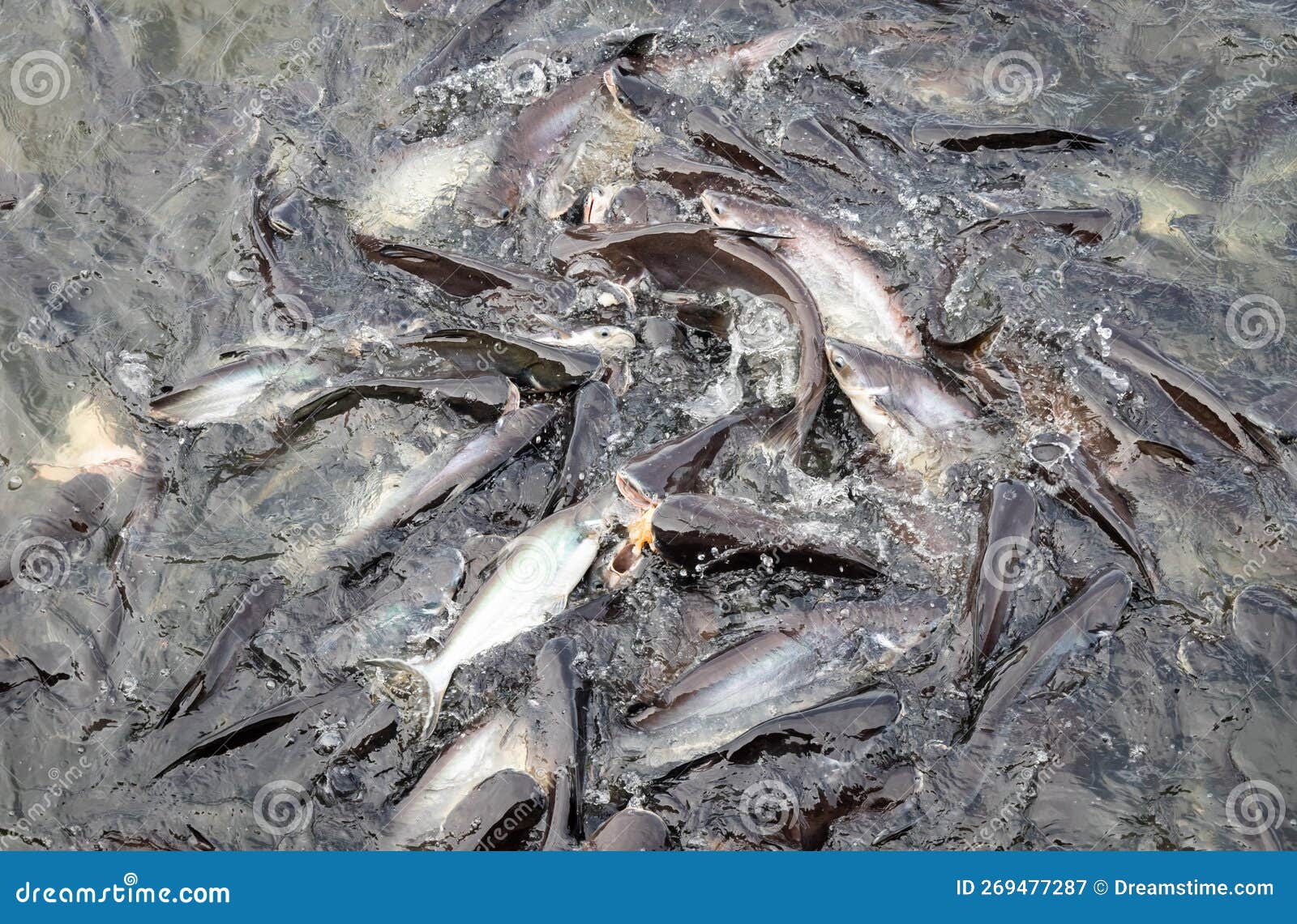 Siriped Catfish in the River Stock Image - Image of fish, canal: 269477287