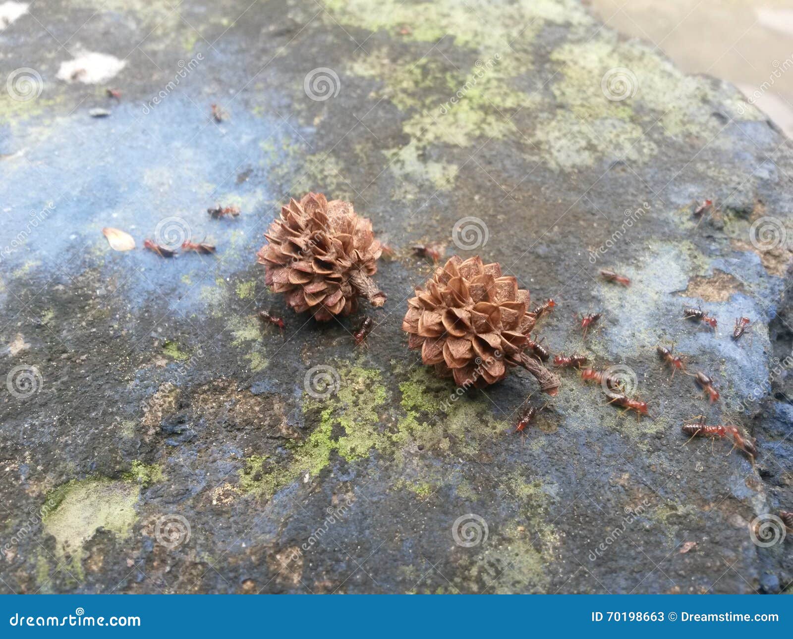 Siris fruit stock image. Image of siris, looks, beauty - 70198663