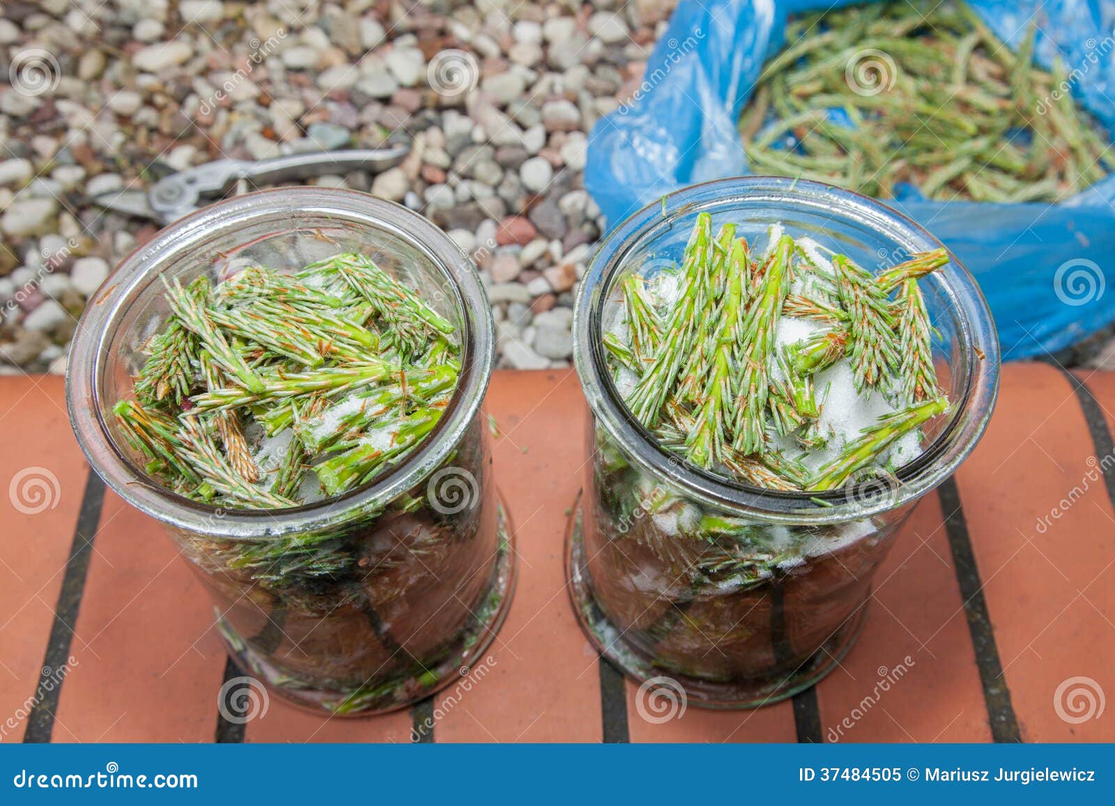 Sirop de pousse de pin image stock. Image du catarrhe - 37484505