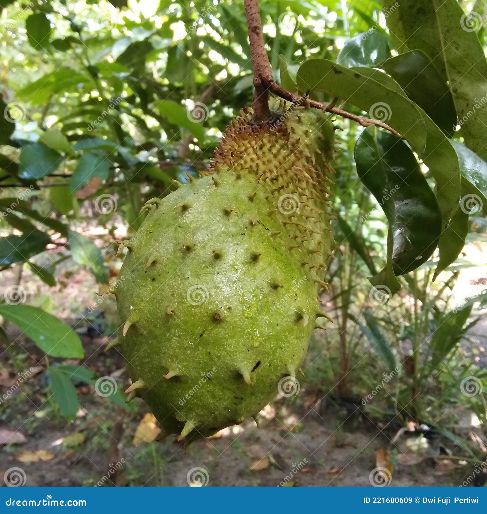 Sirsak fruit stock image. Image of fruit, grow, sirsak - 221600609