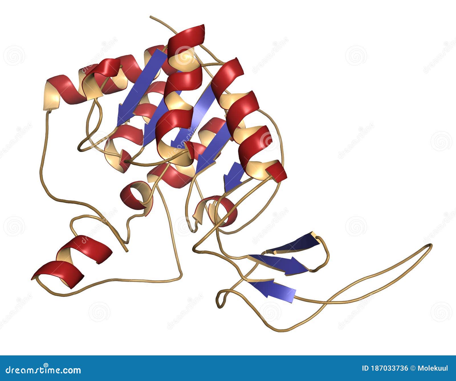 Sirtuin 6 (SIRT6) Protein. Linked To Longevity in Mammals Stock ...