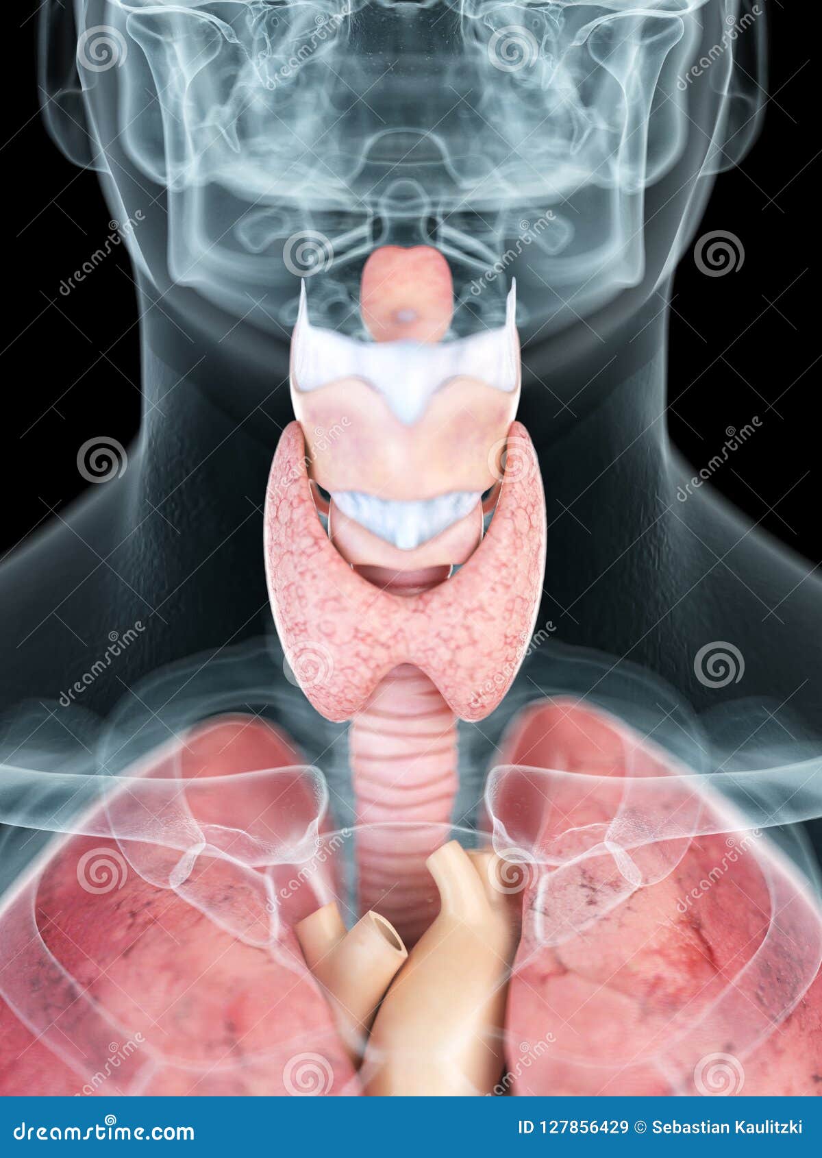 Sirve La Anatomía De La Garganta Stock de ilustración - Ilustración de ...