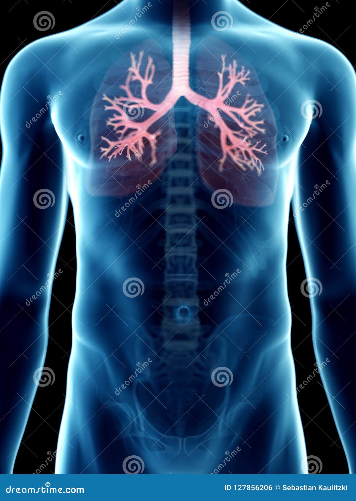 Sirve los bronquios stock de ilustración. Ilustración de salud - 127856206