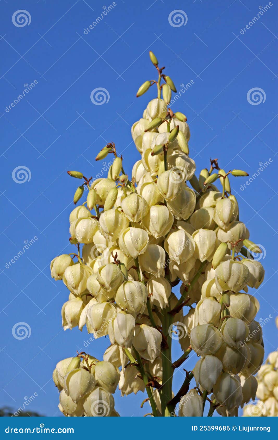 Sisal flowers in the sky stock photo. Image of detailed - 25599686