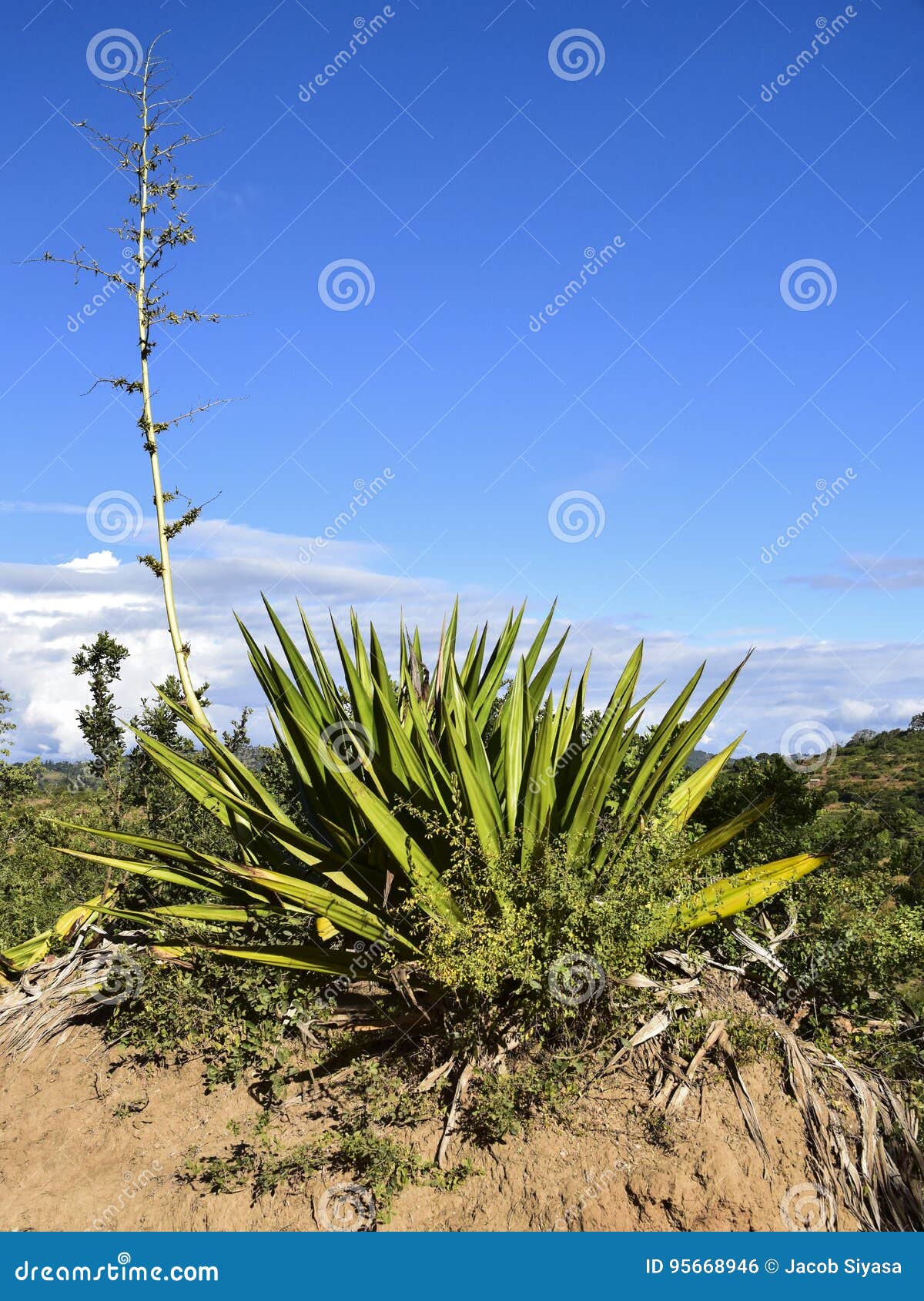 Sisal stock photo. Image of plant, sisal, green, place - 95668946