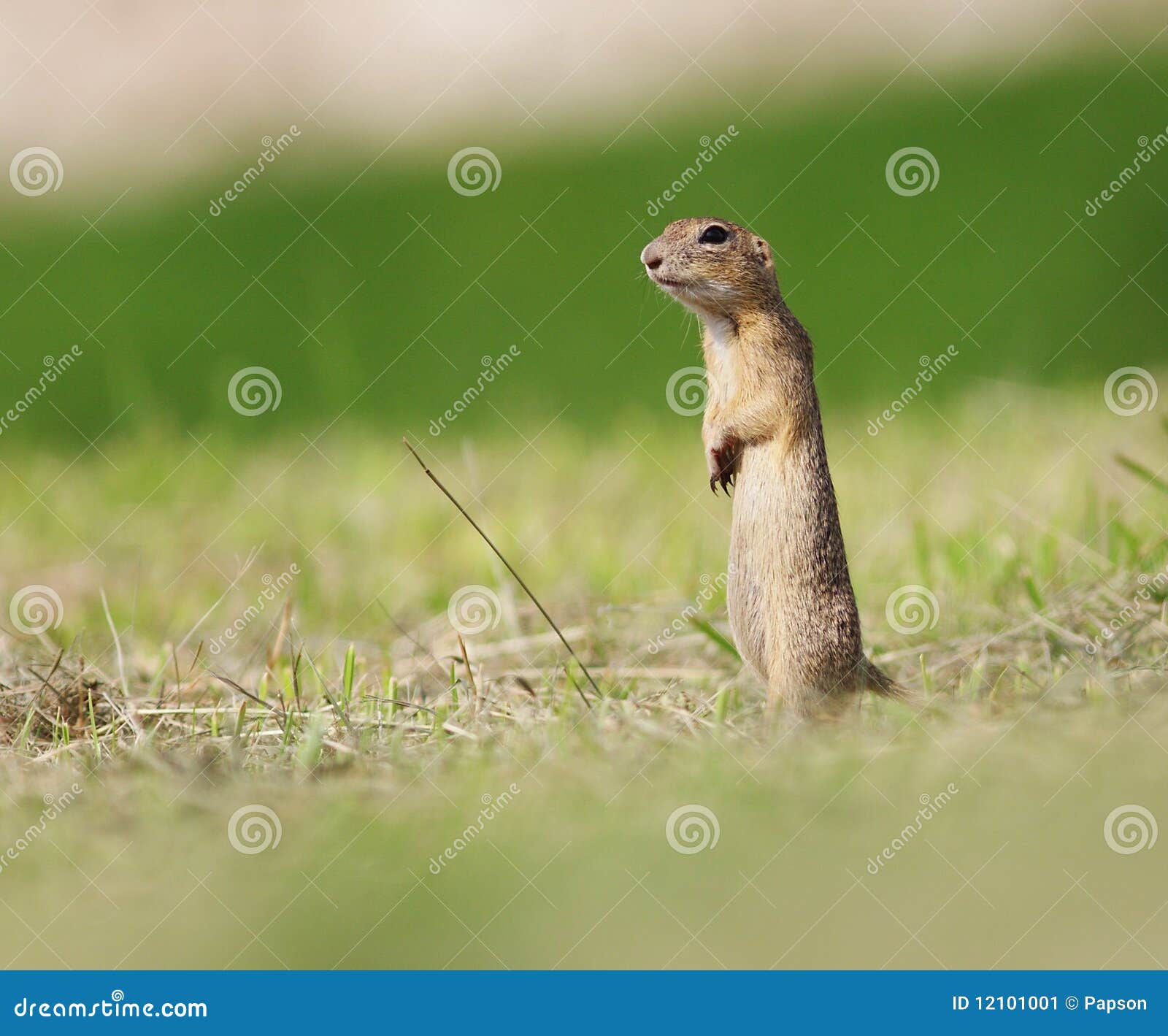 Sisel stock image. Image of animal, backward, wildlife - 12101001