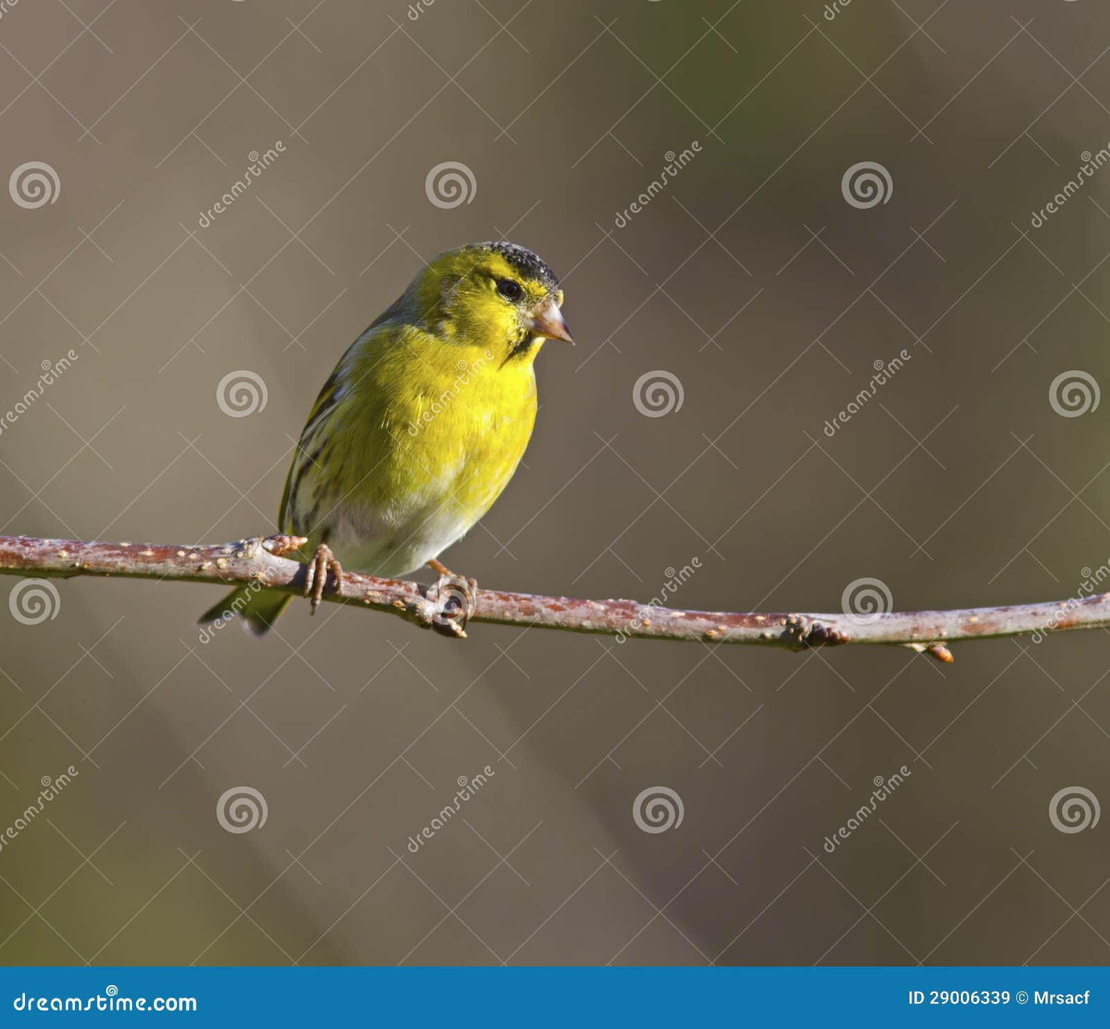 Siskin stock image. Image of carduelis, male, branch - 29006339