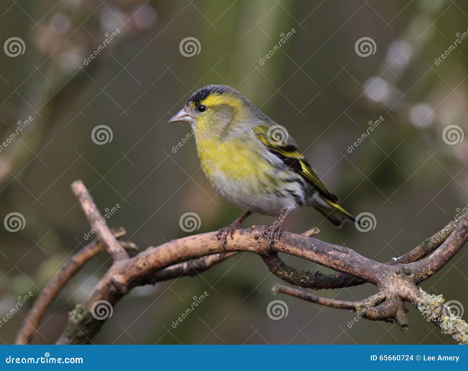 Siskin stock photo. Image of beautiful, avian, eurasian - 65660724