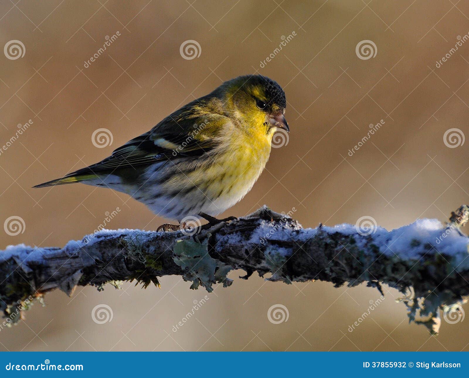 Siskin Carduelis Spinus Male Stock Photo - Image of eating, resting ...