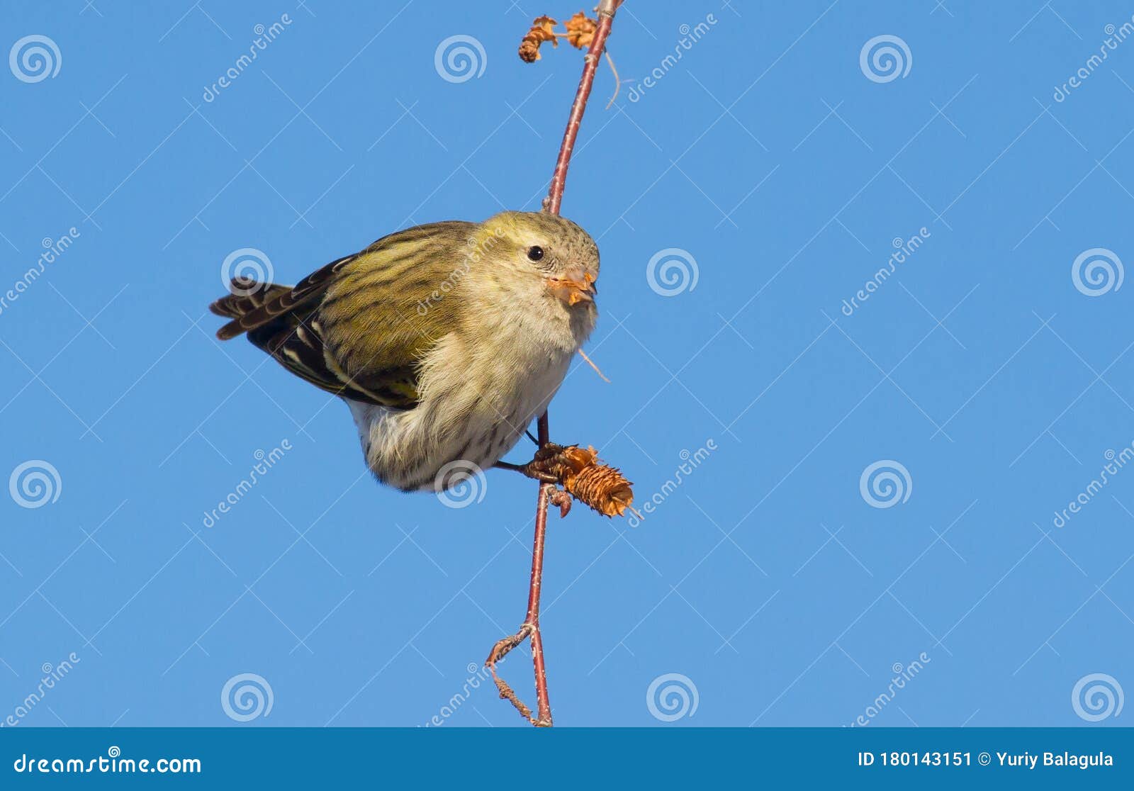 Siskin, Spinus Spinus. a Bird Sits on a Birch Branch and Eats Seeds ...