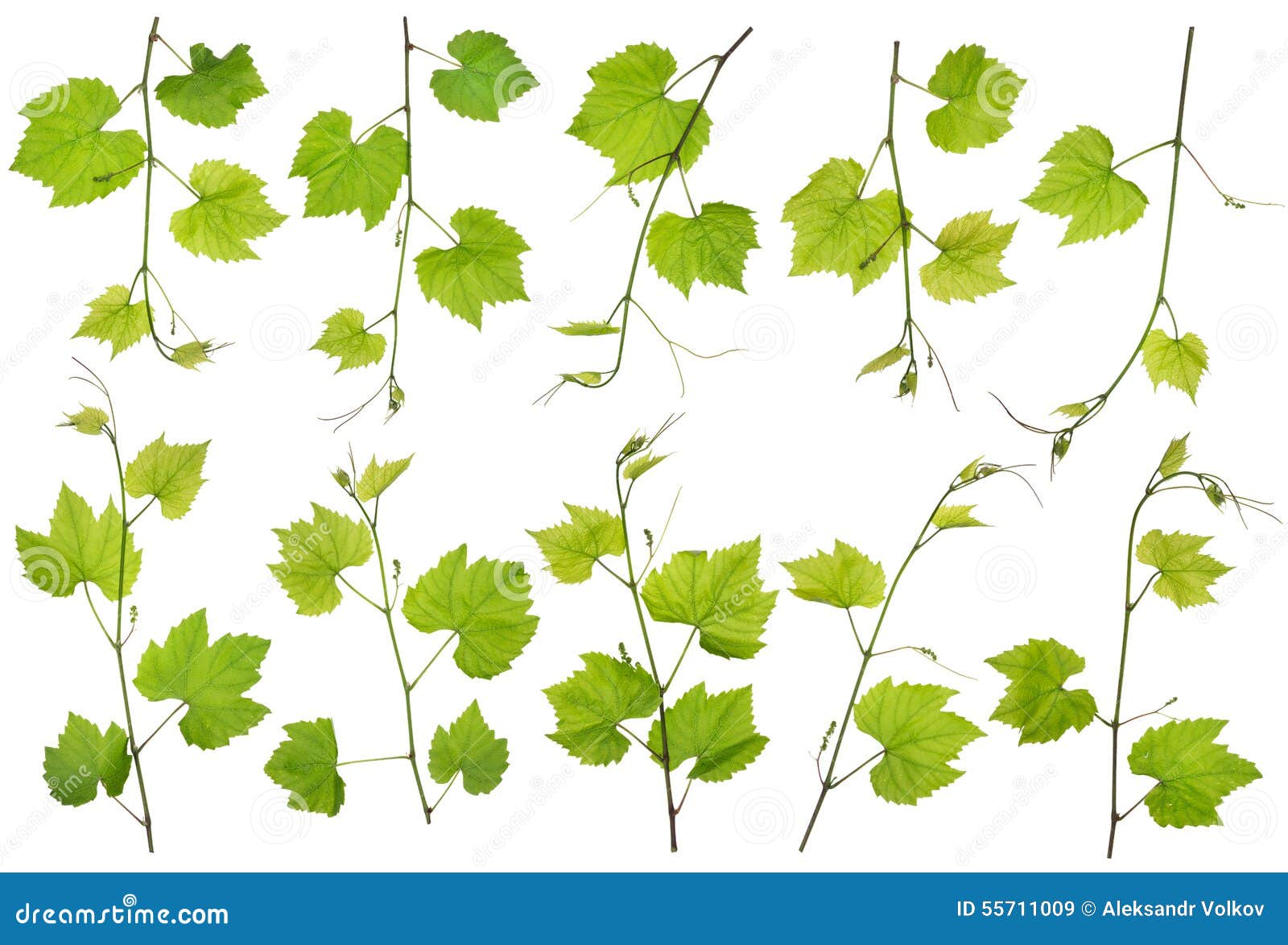 Sistema Aislado Ramas De Las Uvas De La Primavera Imagen de archivo ...