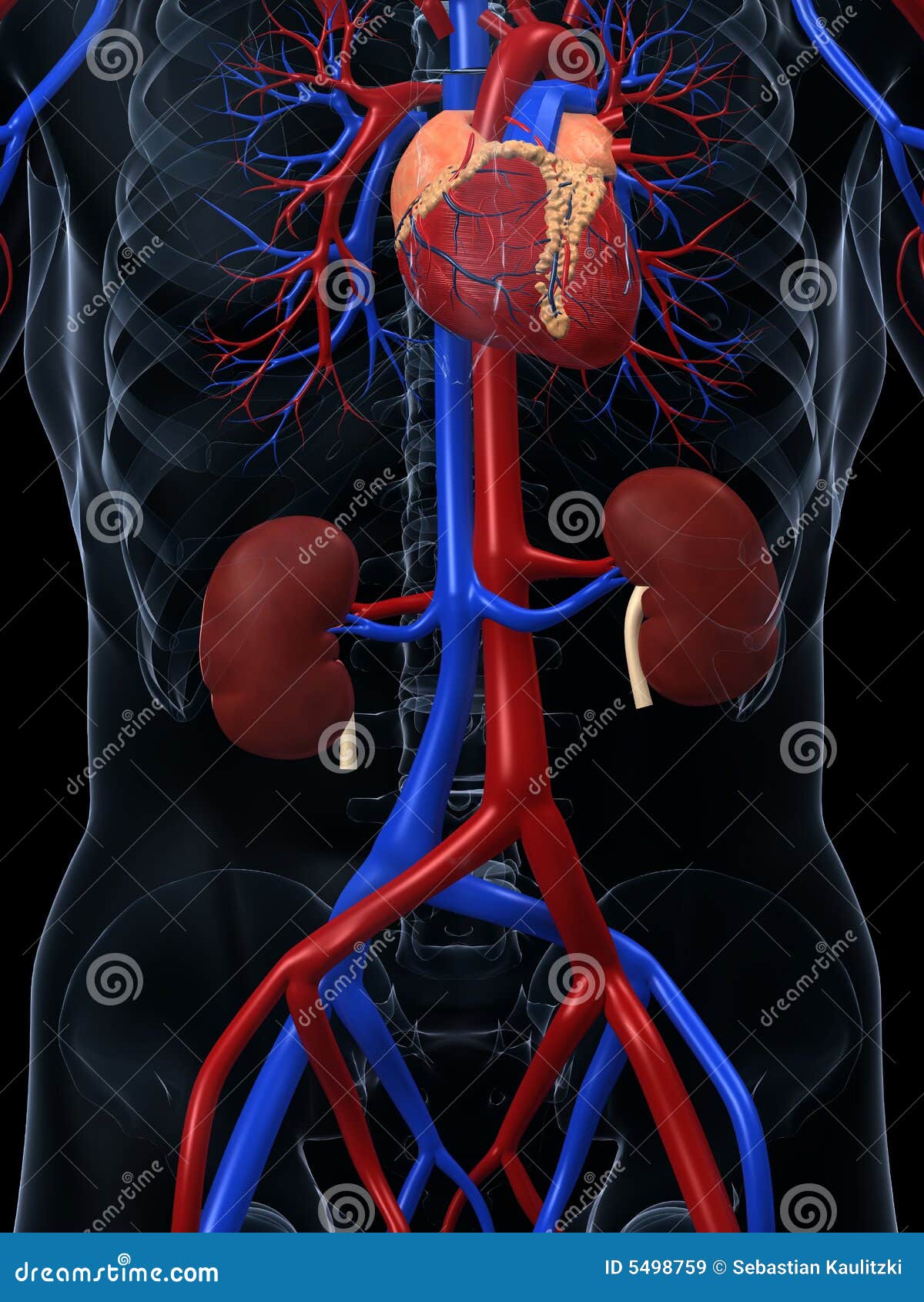Sistema cardiovascular stock de ilustración. Ilustración de célula ...
