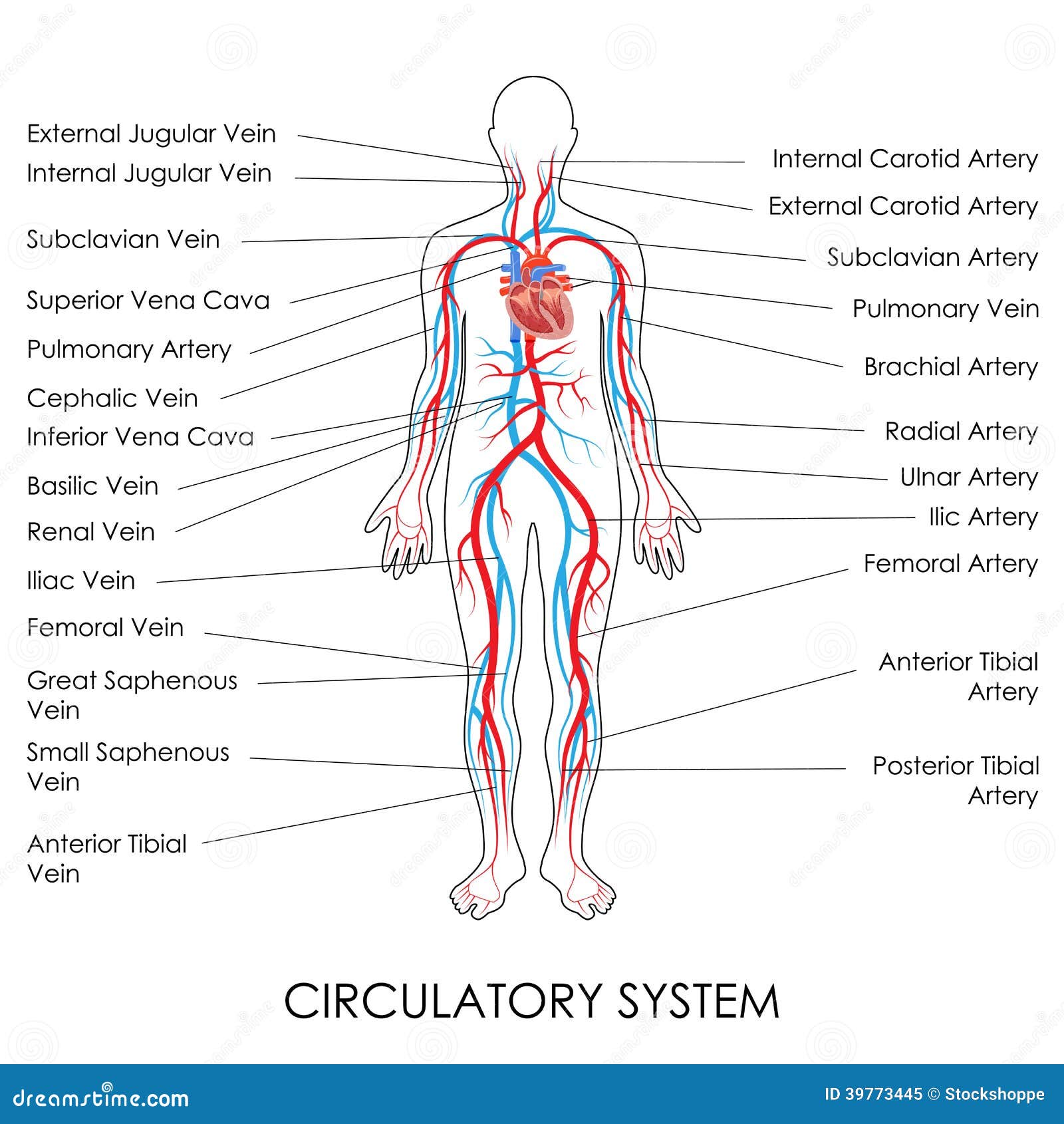 Sistema Circulatório Ilustração do Vetor - Imagem: 39773445