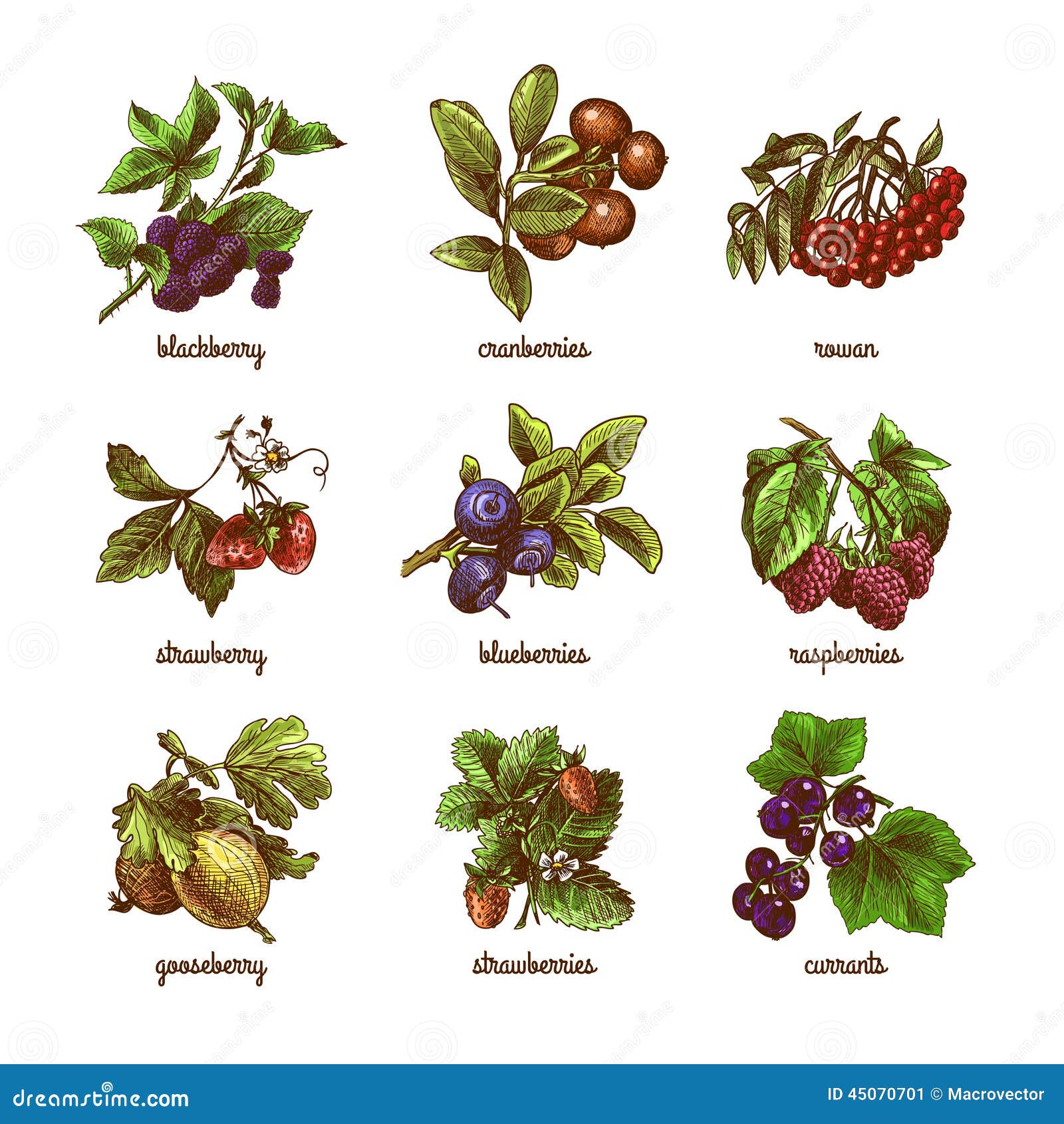 Sistema Coloreado De Las Bayas Del Bosquejo Ilustración del Vector ...