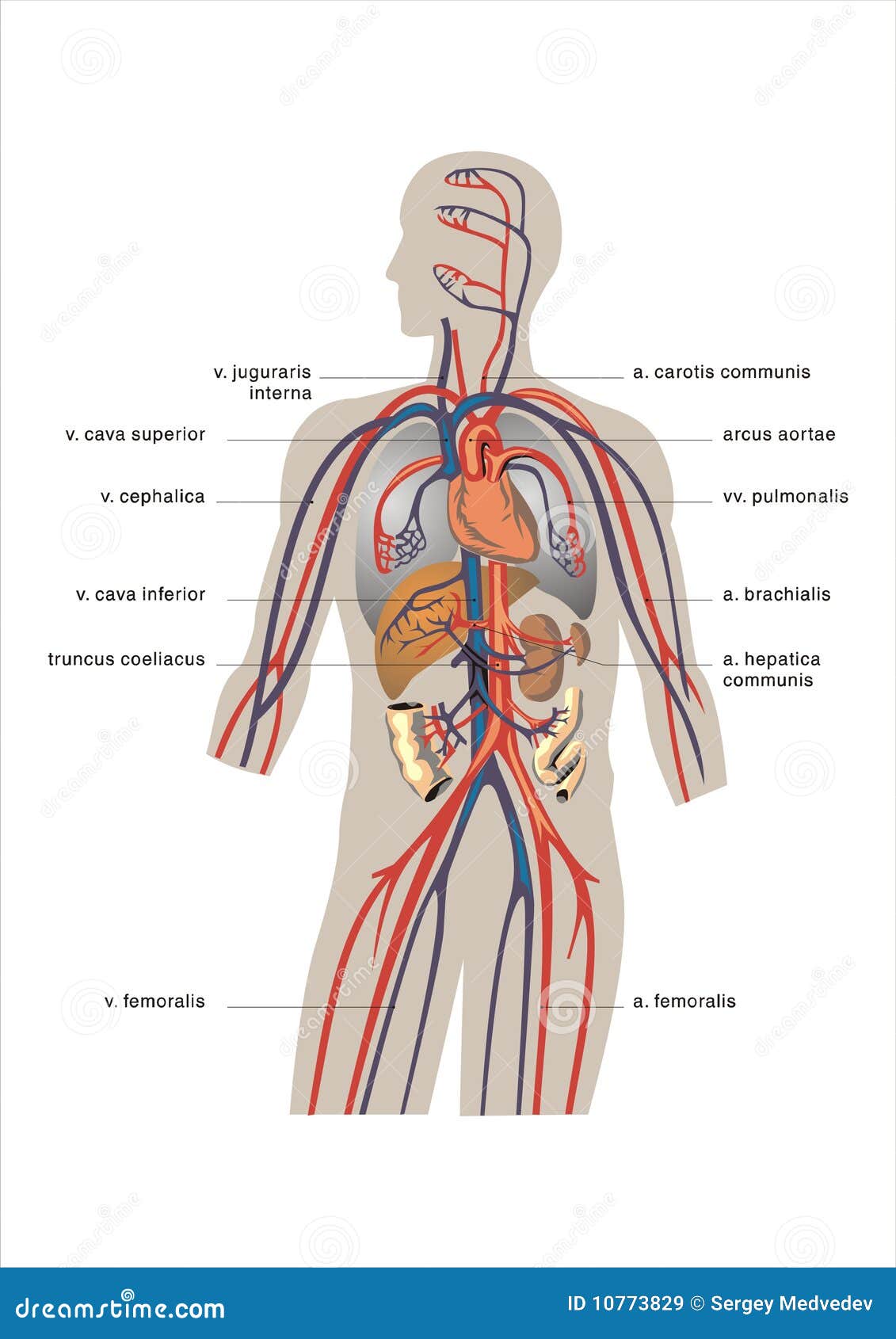 Sistema corporal stock de ilustración. Ilustración de medical - 10773829