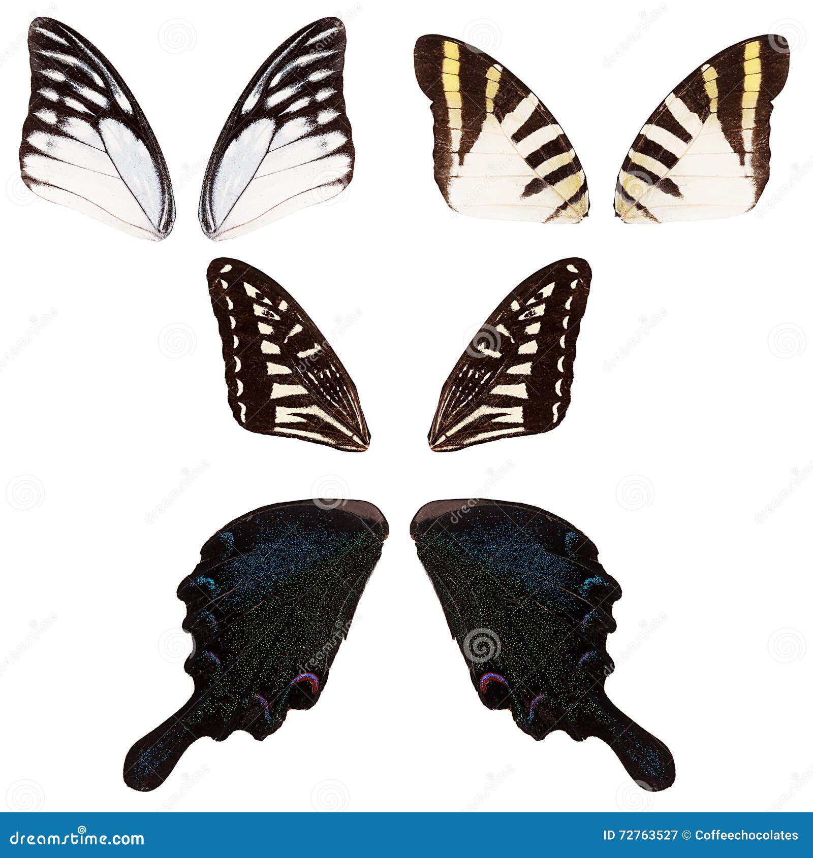 Sistema De Alas De La Mariposa Imagen de archivo - Imagen de tropical ...