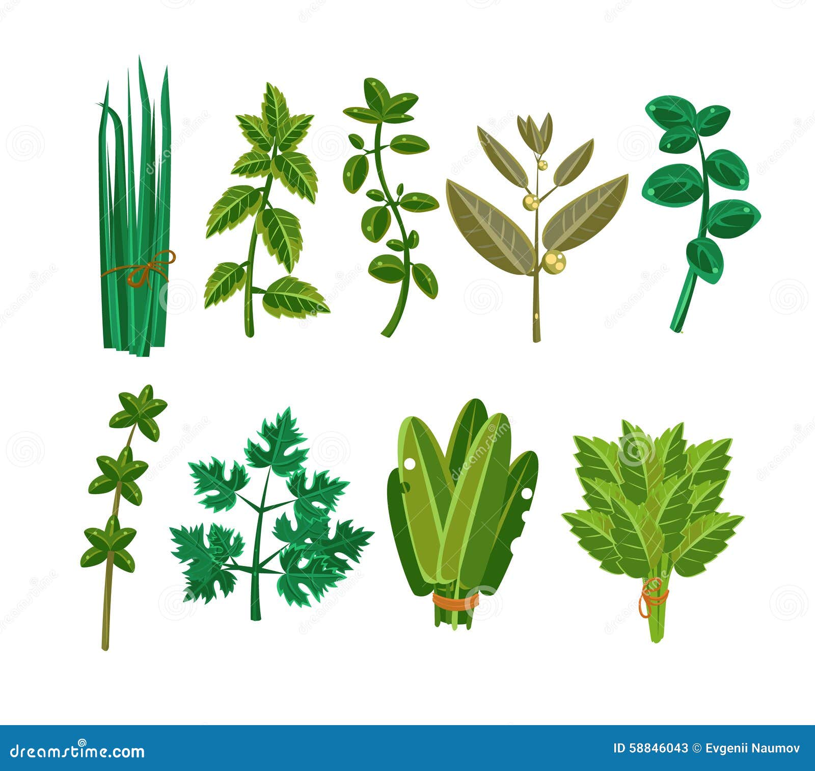 Sistema De 9 Hierbas Del Vector Stock de ilustración - Ilustración de ...