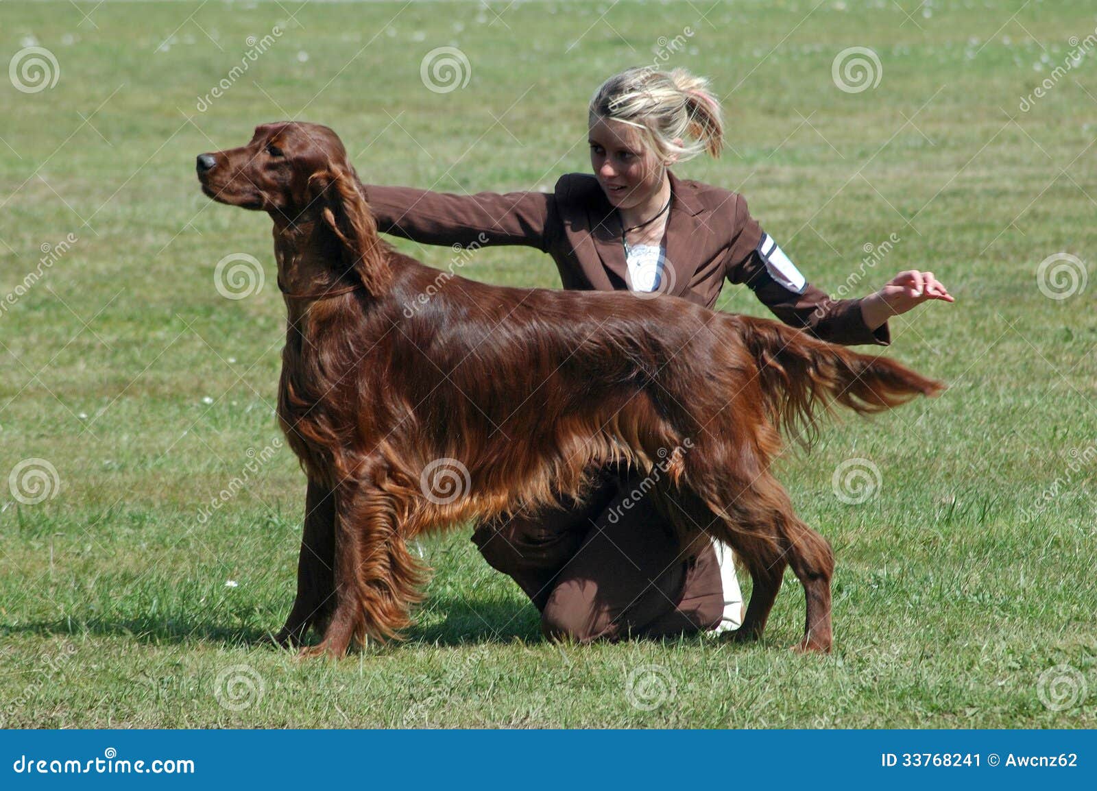 Sistema De Irish Setter a Ir Foto editorial - Imagen de propietario ...