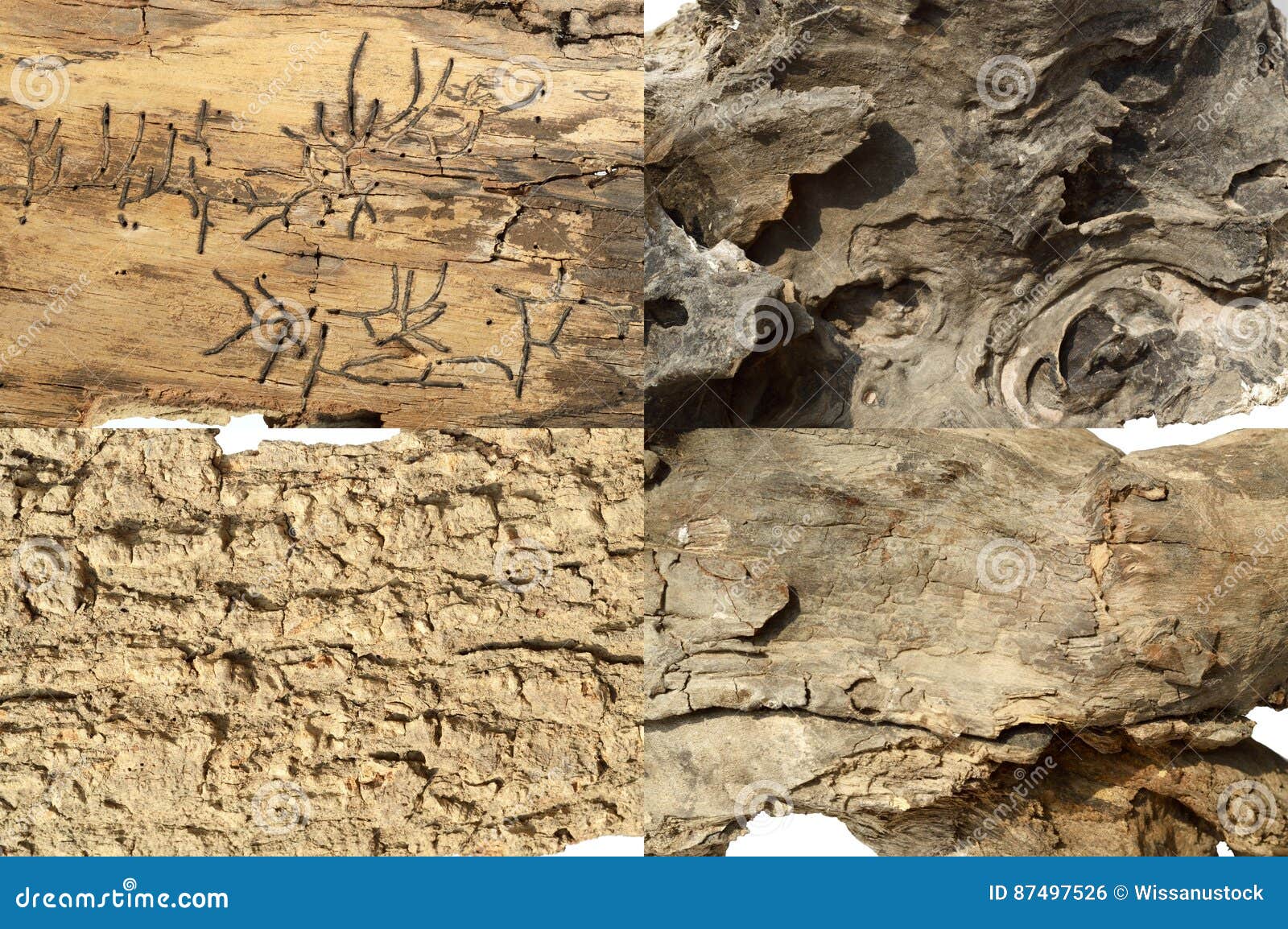 Sistema de la corteza seca foto de archivo. Imagen de textura - 87497526