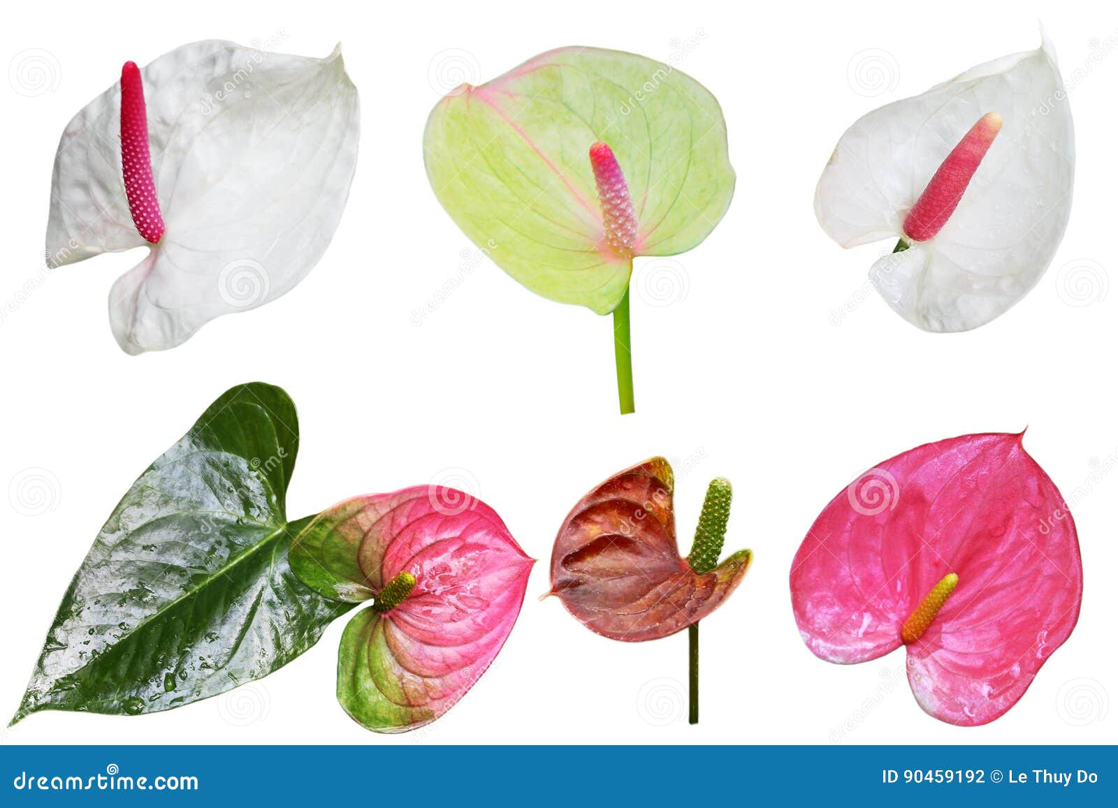 Sistema De La Flor De La Cola Foto de archivo - Imagen de planta ...