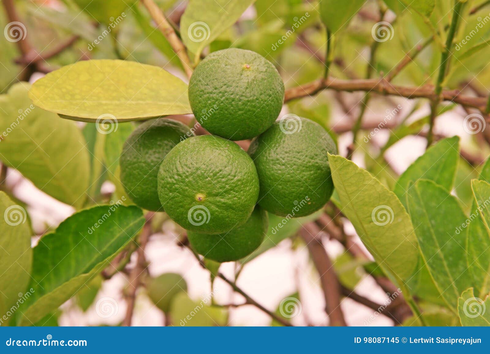 Sistema De La Fruta De La Cal Imagen de archivo - Imagen de agricultura ...
