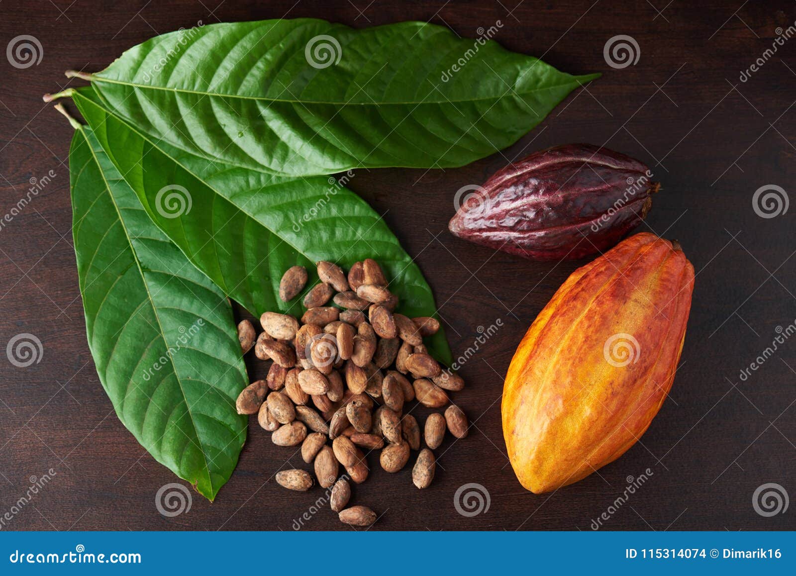 Sistema De La Planta Del Cacao Foto de archivo - Imagen de cubo, haba ...