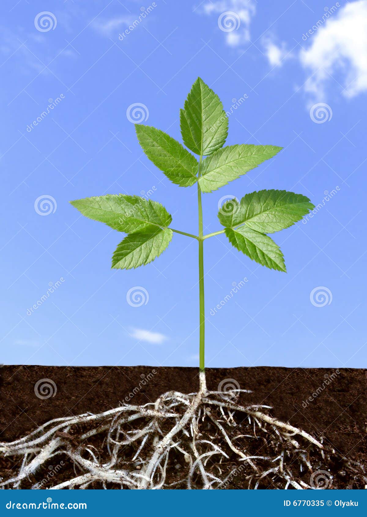 Sistema De La Raíz De Planta Verde. Imagen de archivo - Imagen de ...