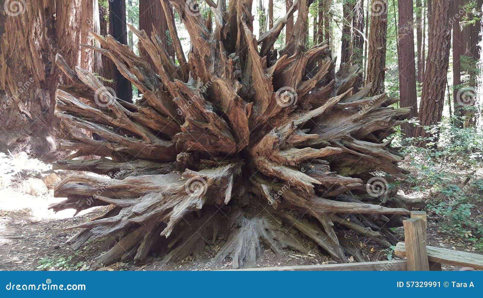 Sistema De La Raíz De Una Secoya Imagen de archivo - Imagen de secoya ...