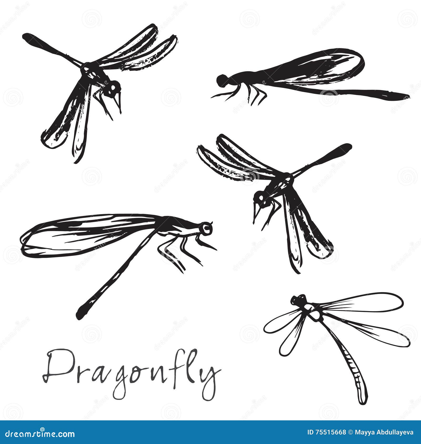 Sistema De Libélulas Dibujadas Diversa Mano Ilustración del Vector ...