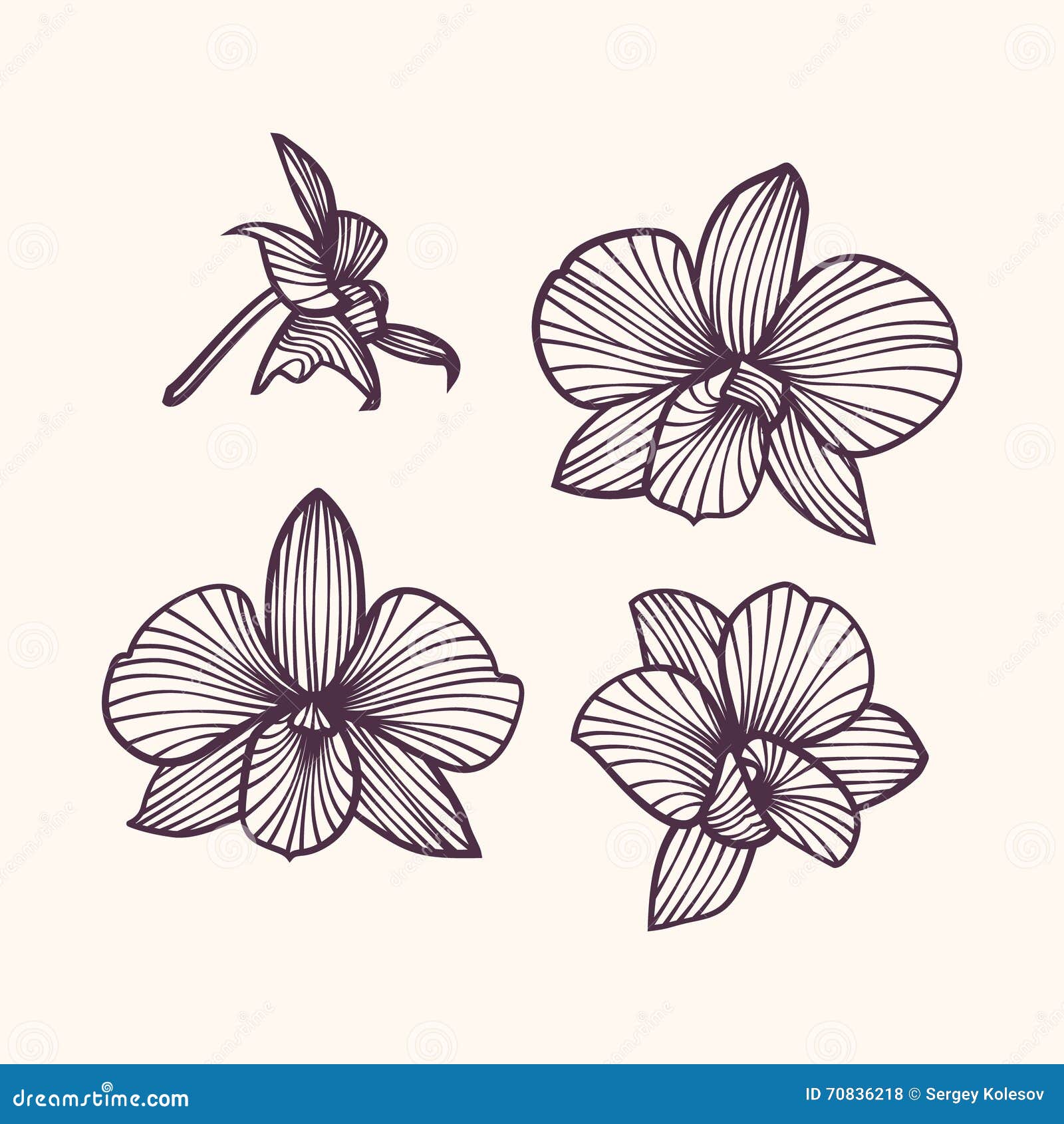 Sistema De Orquídeas Del Vector Ilustración del Vector - Ilustración de ...