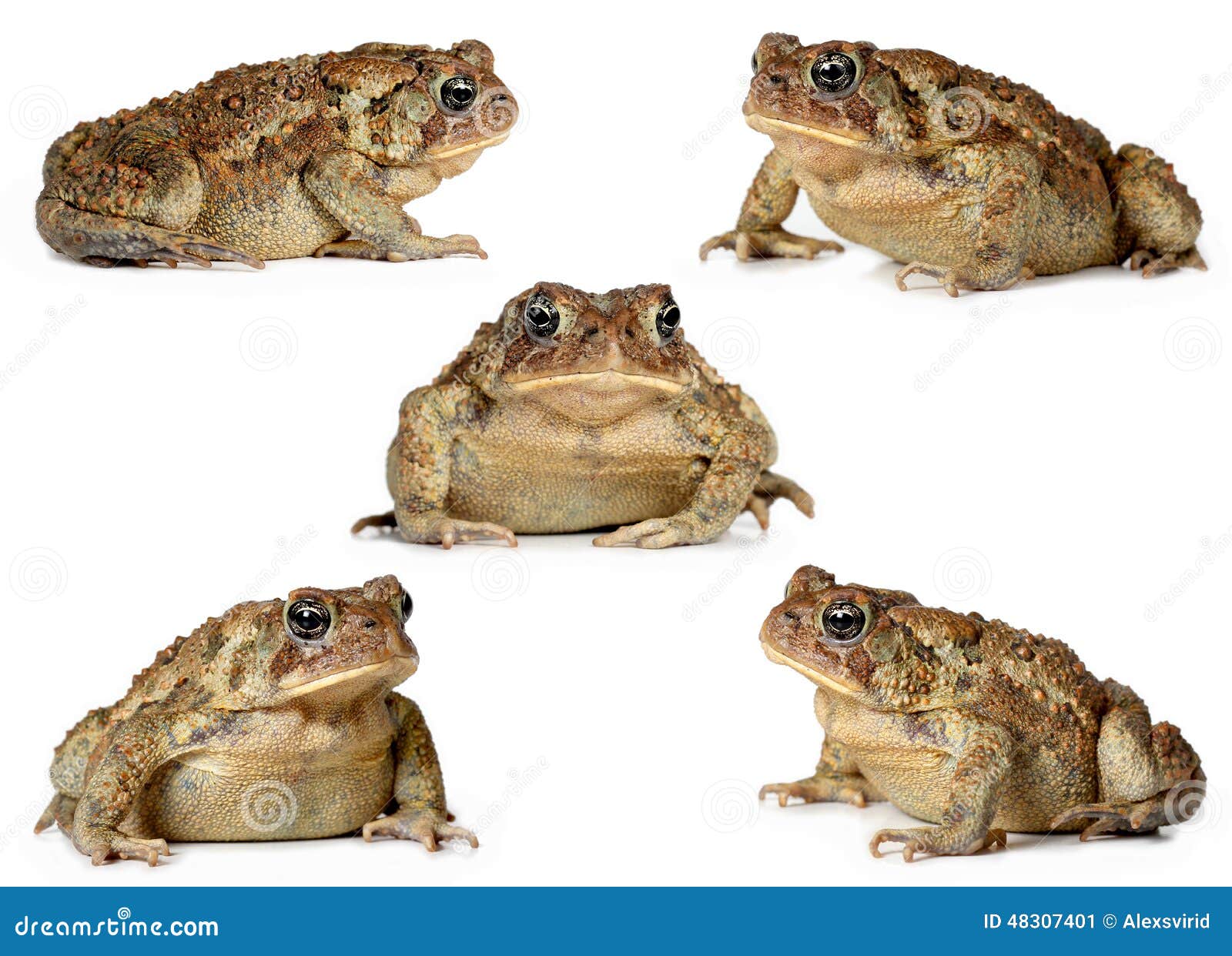 Sistema de sapos aislados imagen de archivo. Imagen de salto - 48307401