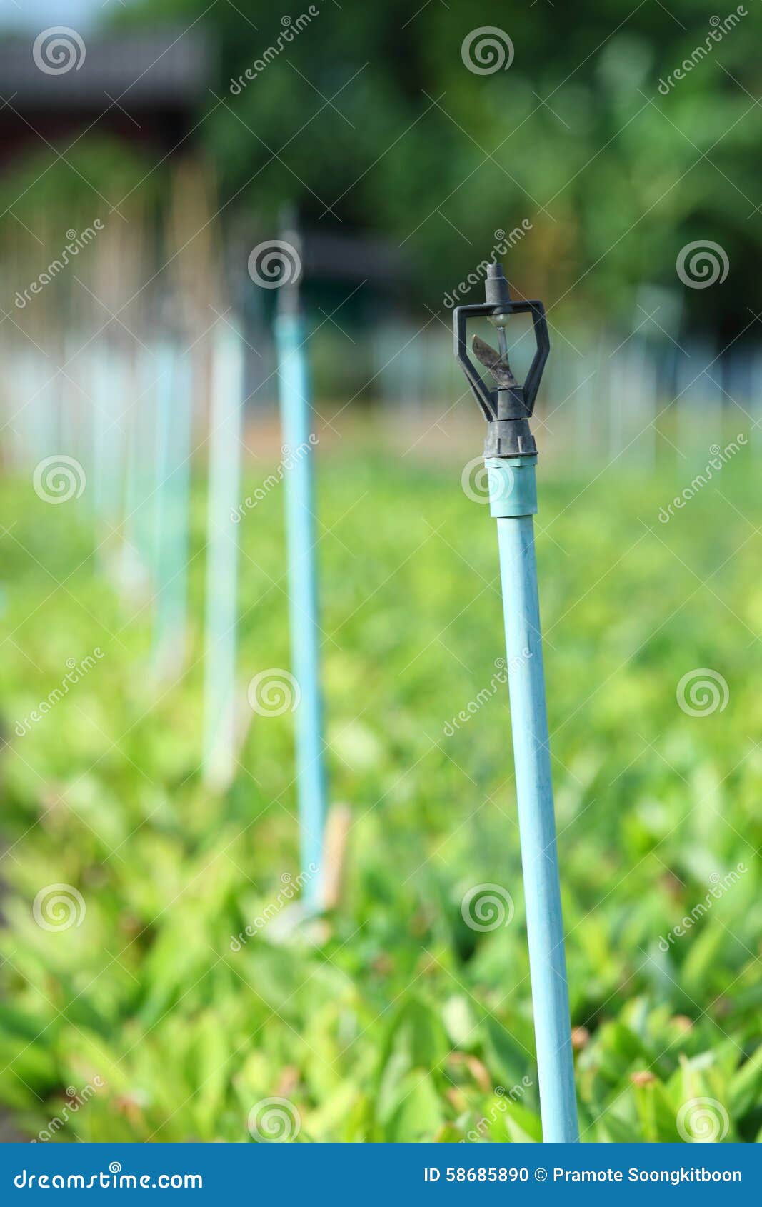 Sistema De Springler En Granja Foto de archivo - Imagen de regadera ...