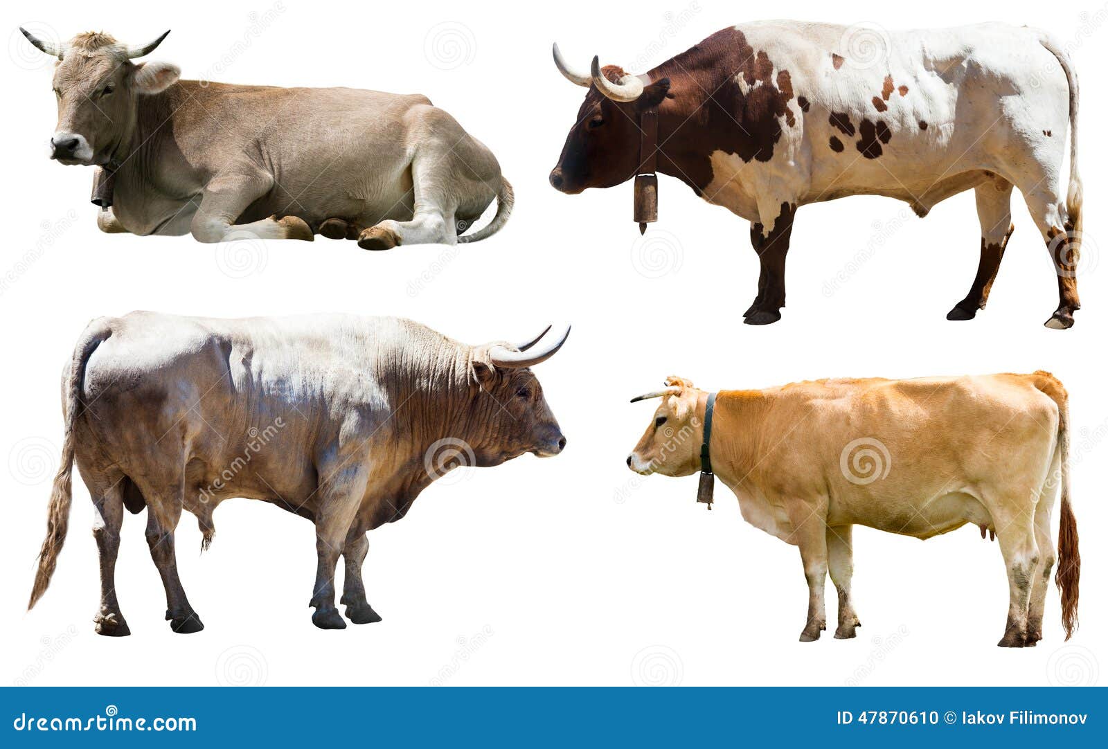 Sistema De Toros Y De La Vaca Aislado Sobre Blanco Foto de archivo ...