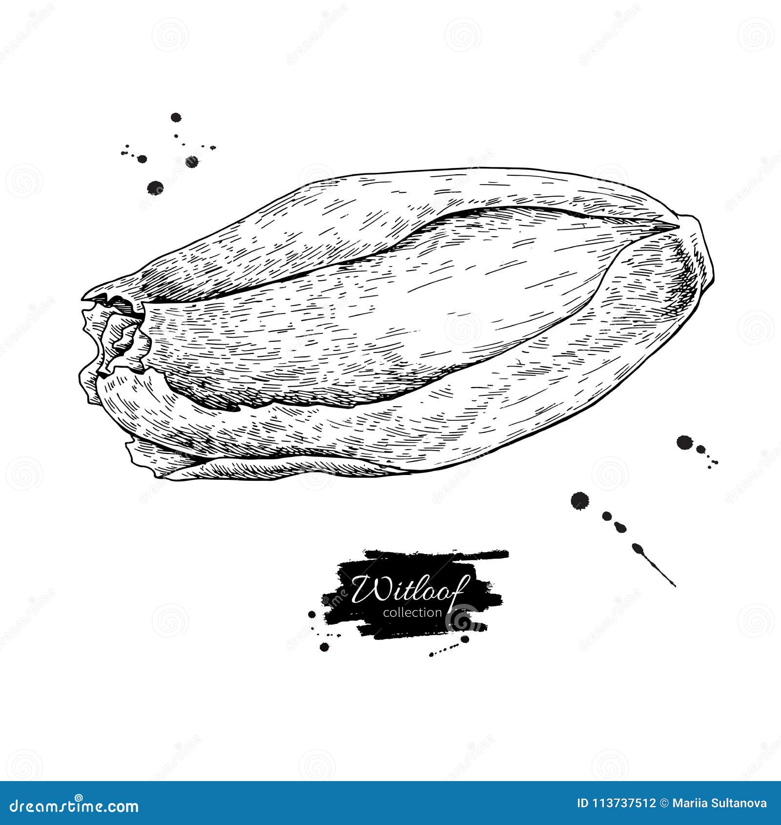 Sistema Del Dibujo Del Vector De La Endivia Endibia Belga Dibujada Mano ...