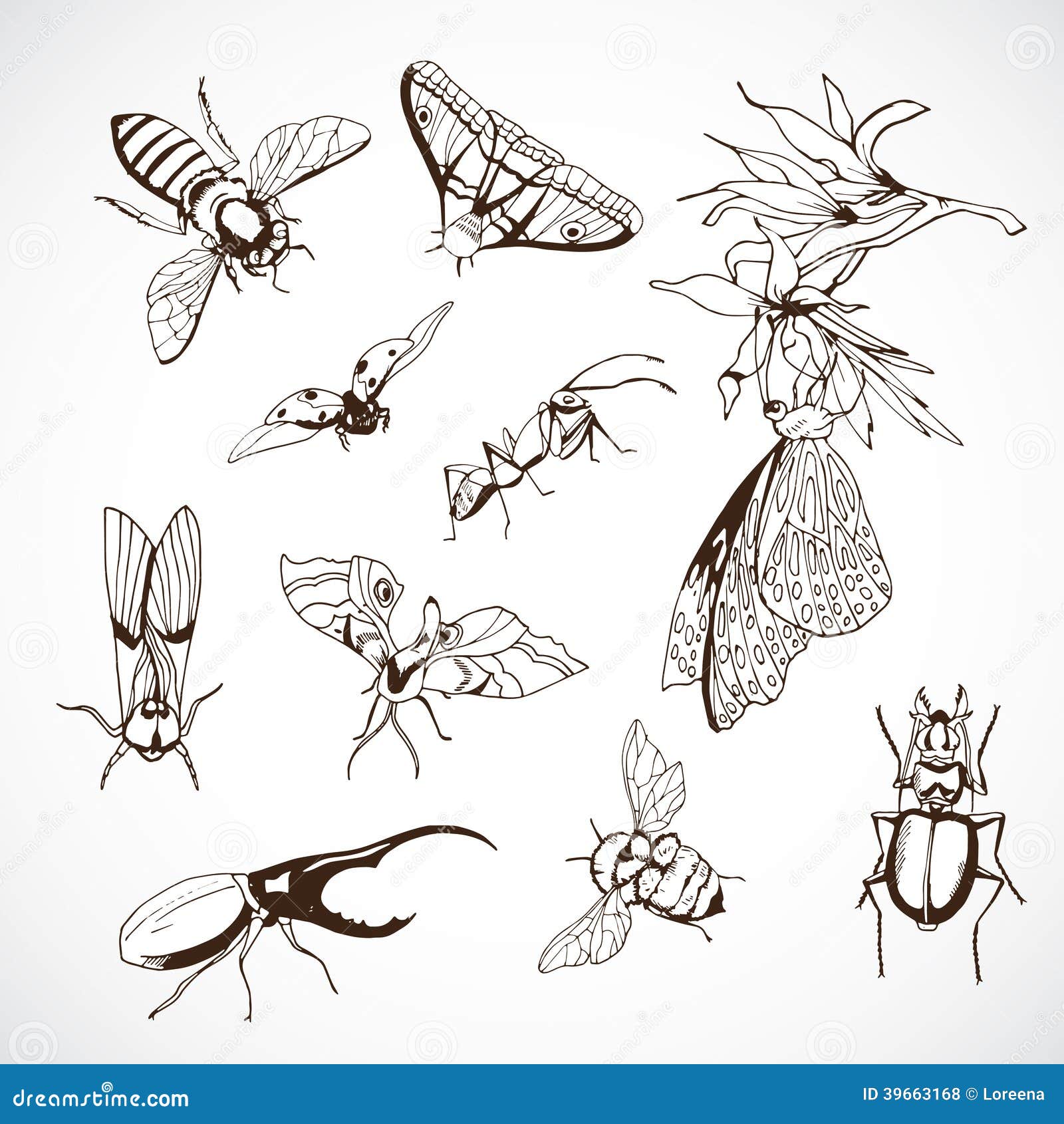 Sistema Del Insecto, Mano Dibujada Ilustración del Vector - Ilustración ...