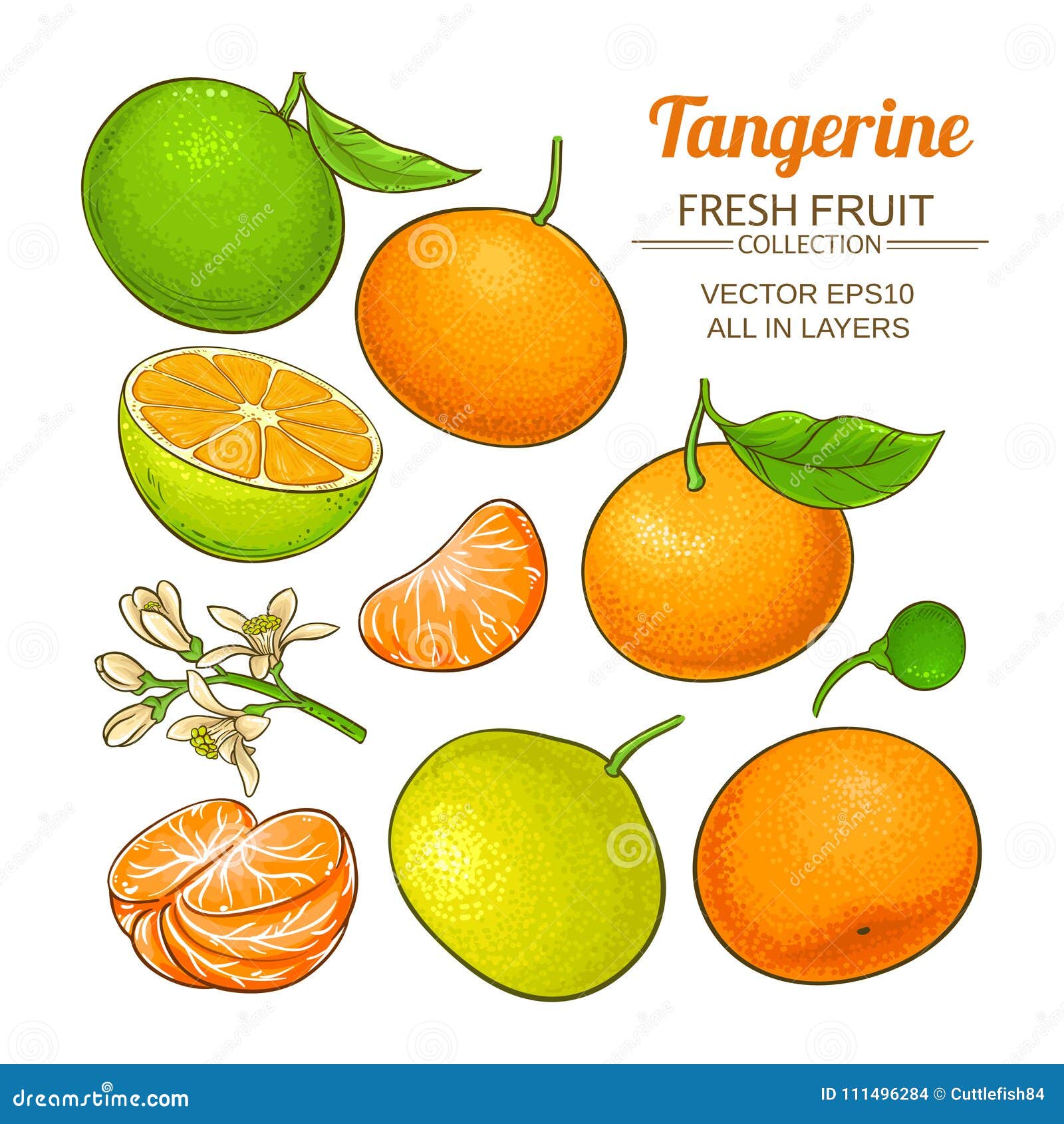 Sistema Del Vector De La Fruta De La Mandarina Ilustración del Vector ...