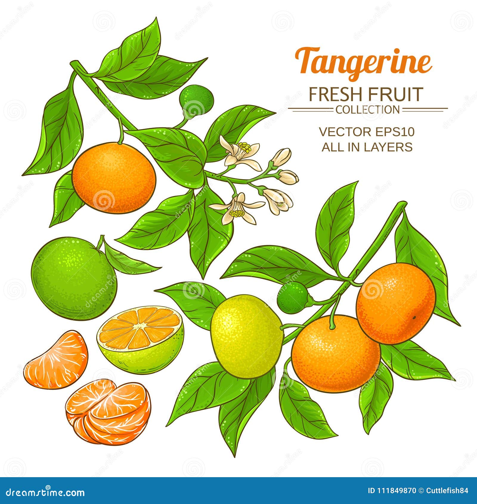 Sistema Del Vector De La Fruta De La Mandarina Ilustración del Vector ...
