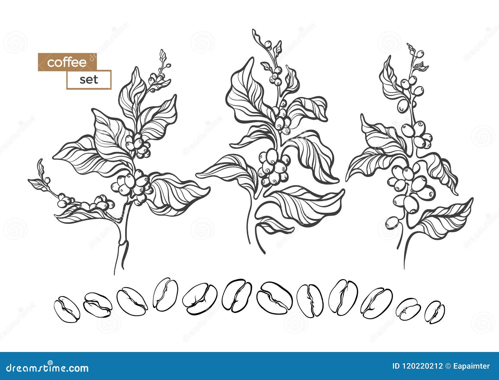 Sistema Del Vector De La Rama Del Cafeto Ilustración del Vector ...
